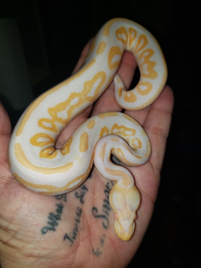 Albino Cinnamon Ball Python by InkFlikted Exotics