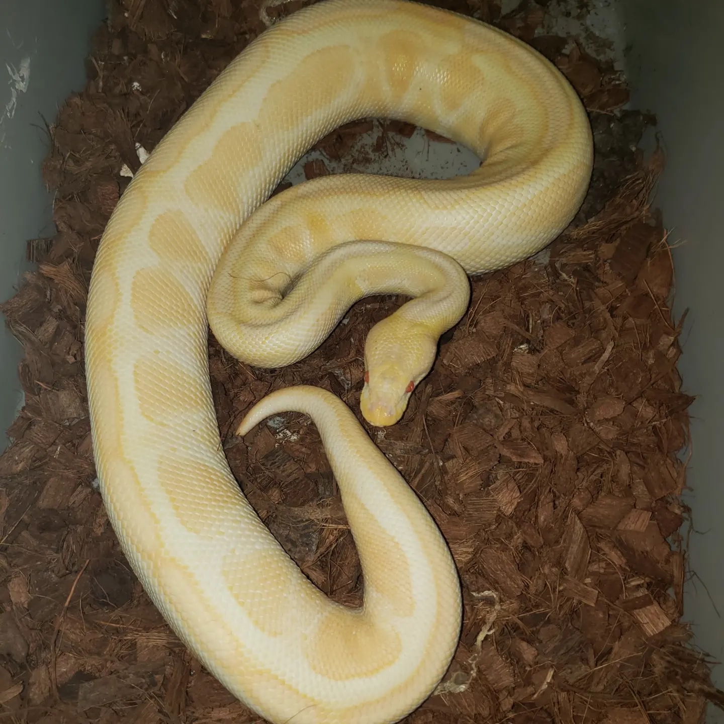 Albino Enchi Cinnamon Ball Python by InkFlikted Exotics - MorphMarket