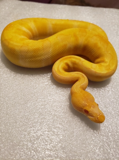 Albino Enchi Cinnamon Ball Python by InkFlikted Exotics