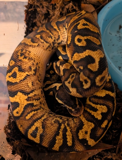 Pastel Super Asphalt 50% Het Pied Ball Python by Tatzelwurx