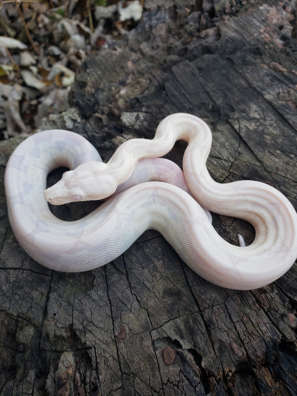 Kahl Moonglow Boa Constrictor by BlakesBoas - MorphMarket