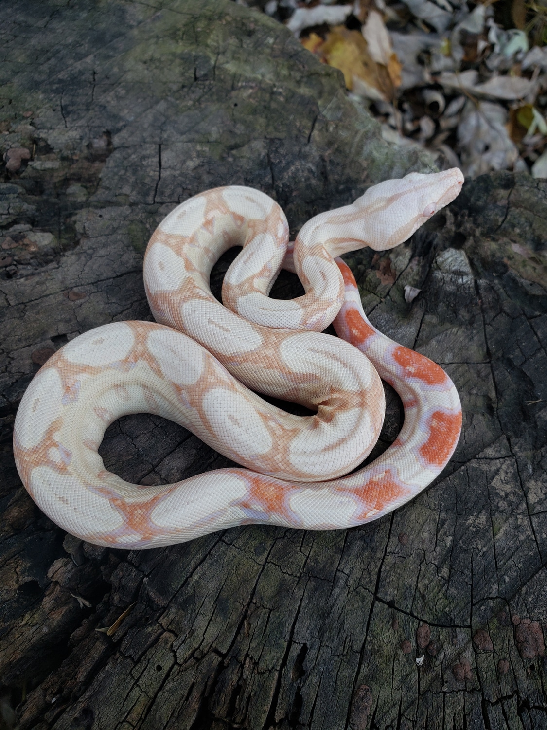 Kahl Albino 100% Het Type 1 Anery Boa Constrictor by BlakesBoas ...