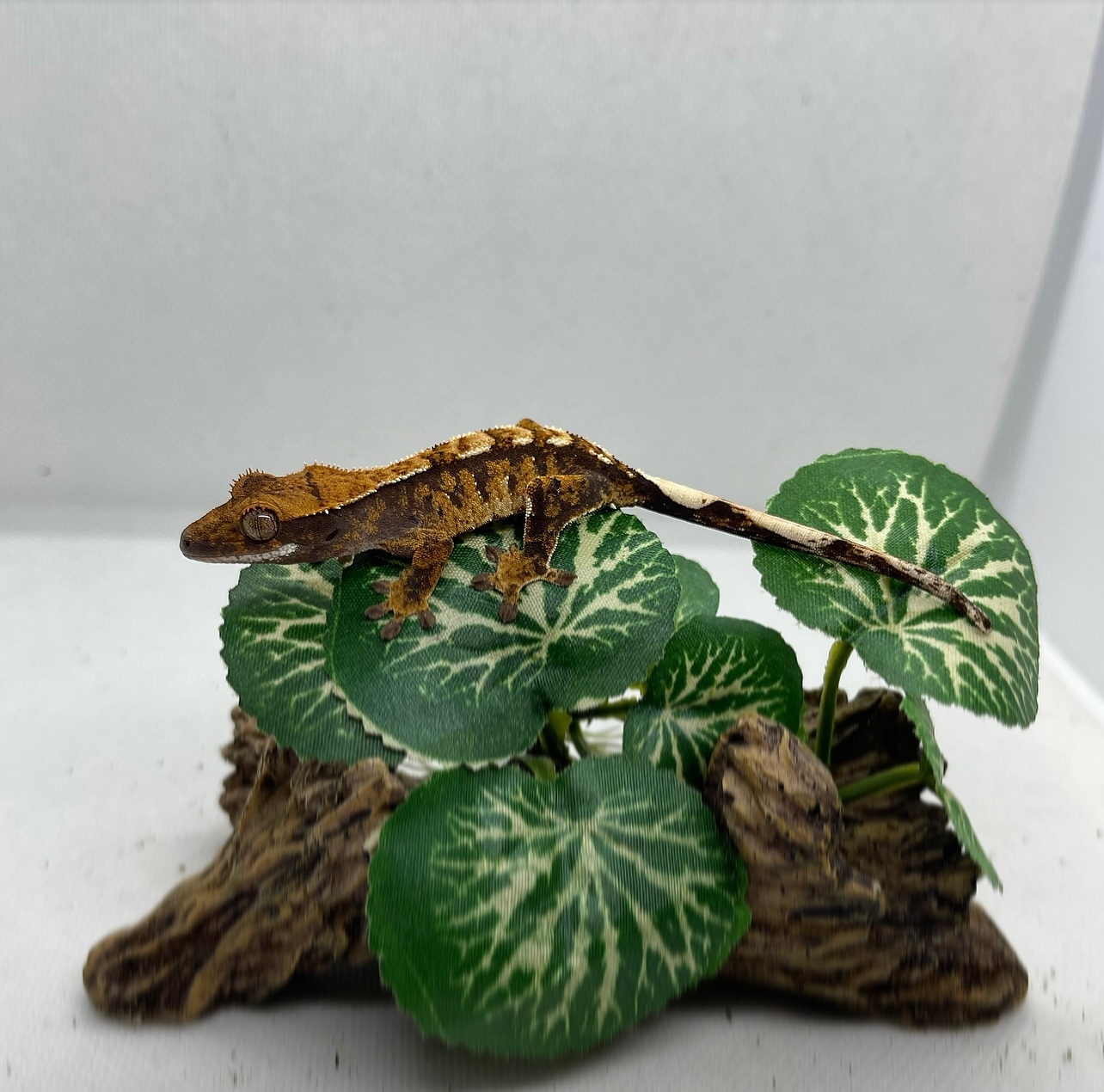 Extreme Harlequin, Tri Color, Dash Pinstripe, Reverse Pinstripe Crested ...