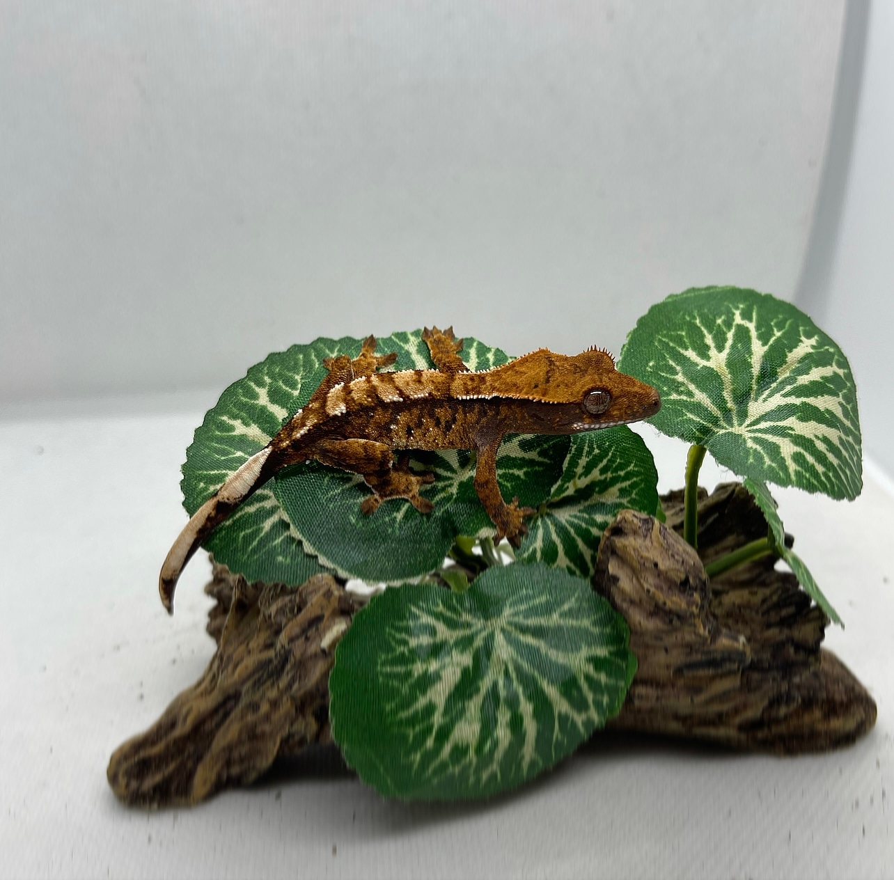 (Local Pickup Only) Extreme Harlequin, Dash Pinstripe, Reverse ...