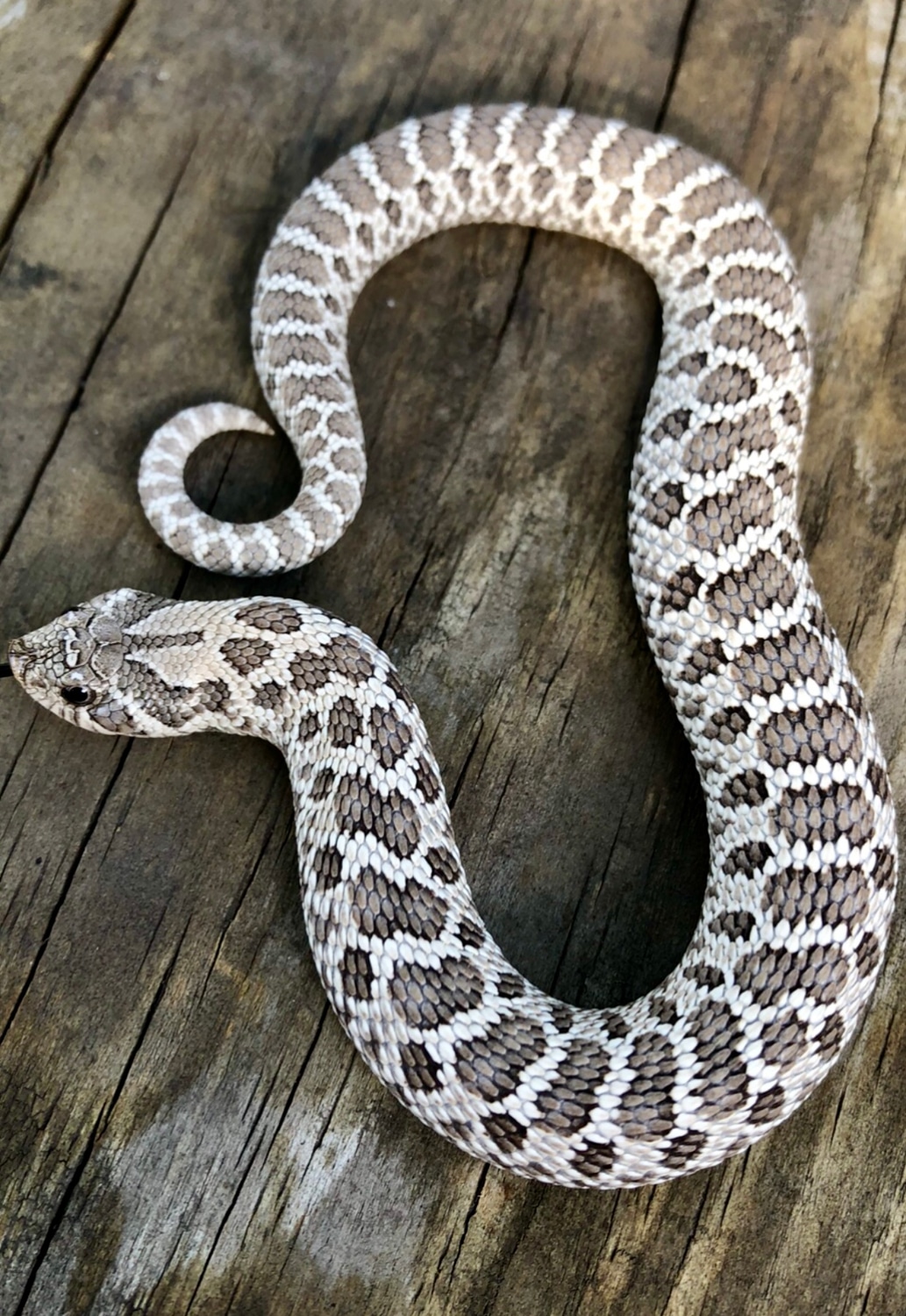 Axanthic Het Albino. Western Hognose by Dead Styx - MorphMarket