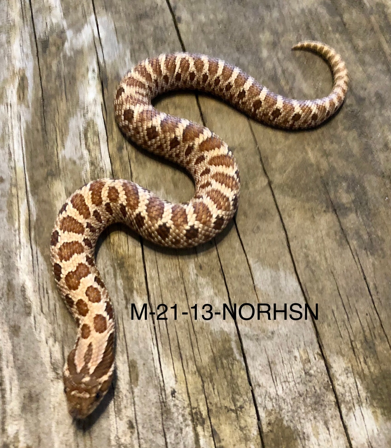 Normal Het Snow Western Hognose by Dead Styx - MorphMarket