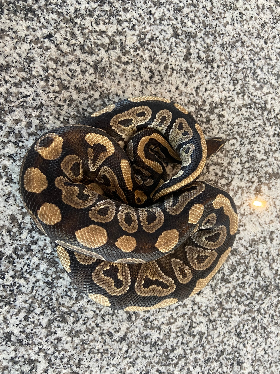Ready To Breed Mojave Ball Python by Menagerie Morphs - MorphMarket