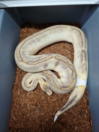 Champagne Fire Yellowbelly Het Clown Ball Python by TkConstrictors