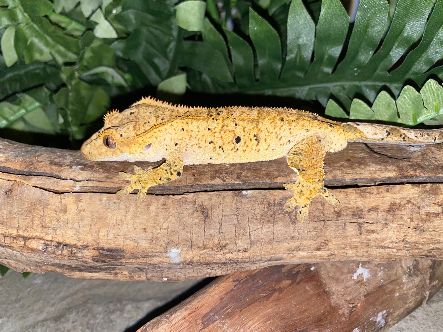 Yellow/Orange Dalmatian Crested Gecko by Taylor exotics - MorphMarket