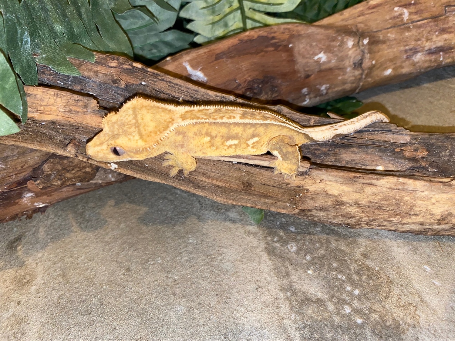 Orange Pinstripe Crested Gecko by Taylor exotics - MorphMarket