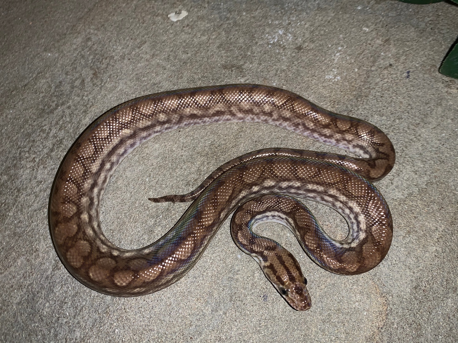 100% Het Leucistic Columbian Rainbow Boa Colombian Rainbow Boa by ...