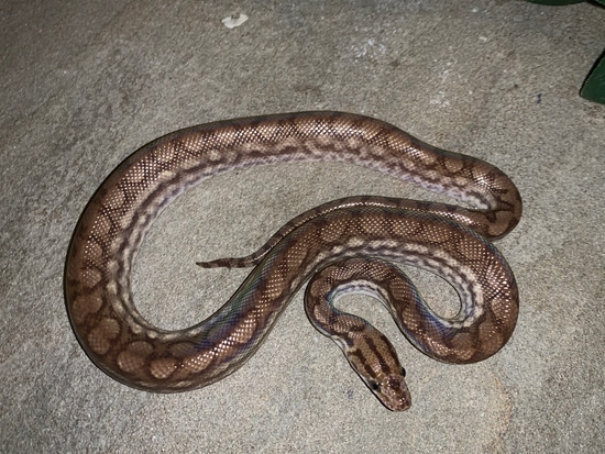 100% Het Leucistic Columbian Rainbow Boa Colombian Rainbow Boa by ...
