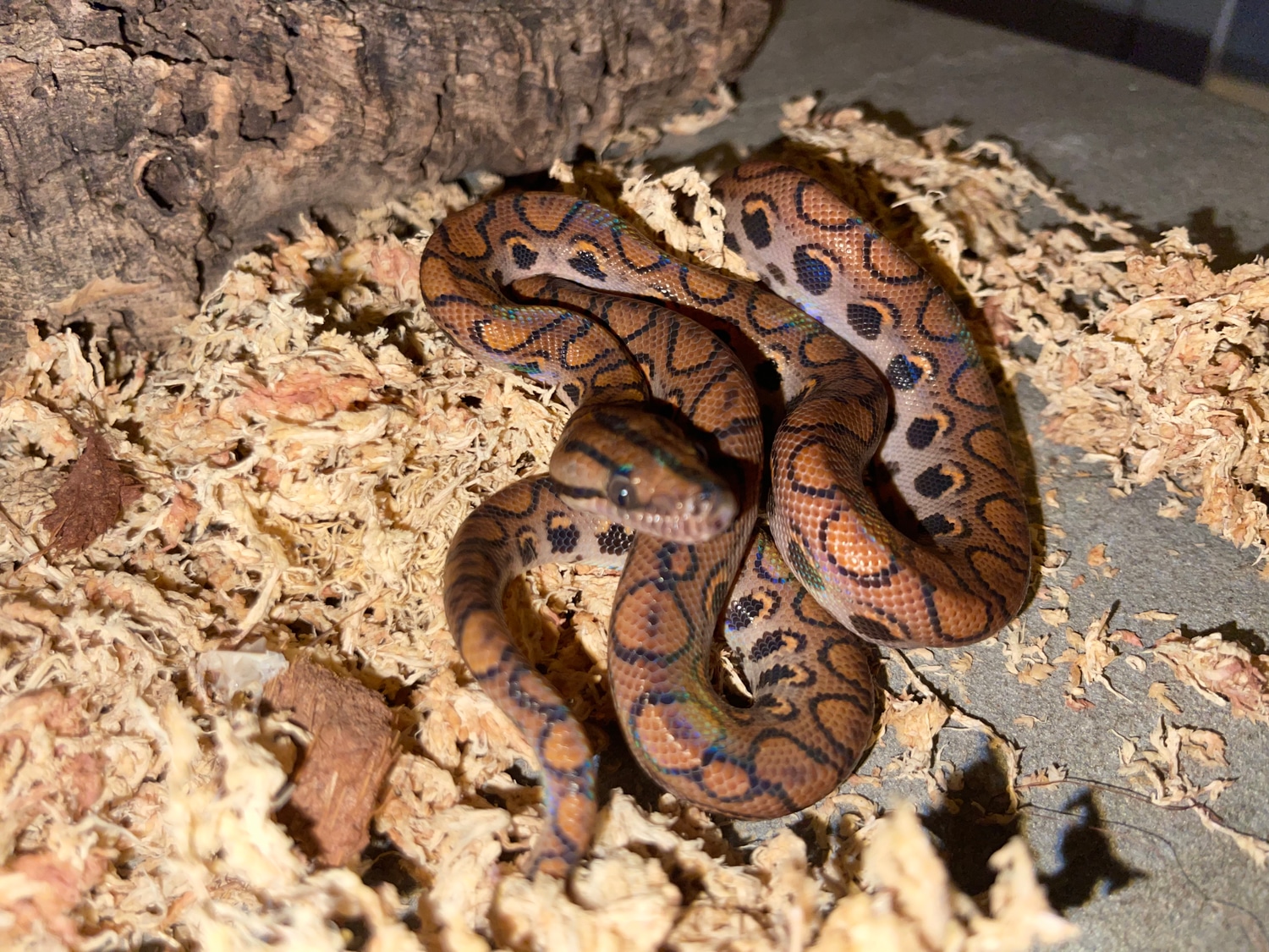 Het Caramel Albino Brazilian Rainbow Boa by Taylor exotics - MorphMarket