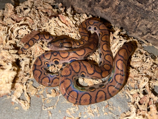 Het Caramel Albino Brazilian Rainbow Boa by Taylor exotics