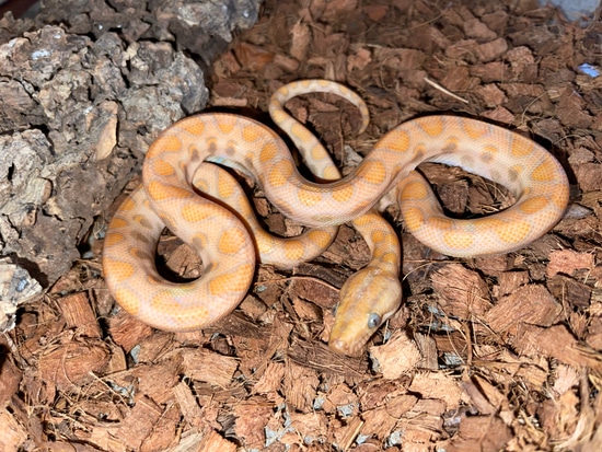 Caramel Albino Brazilian Rainbow Boa by Taylor exotics