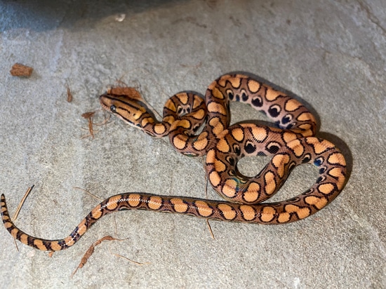 Het Caramel Albino Brazilian Rainbow Boa by Taylor exotics