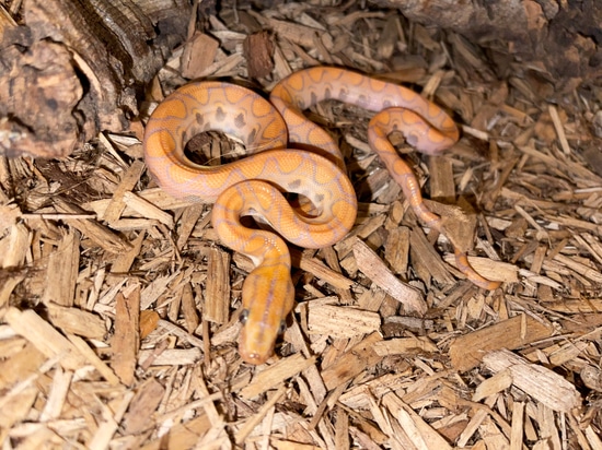 Caramel Albino Brazilian Rainbow Boa by Taylor exotics