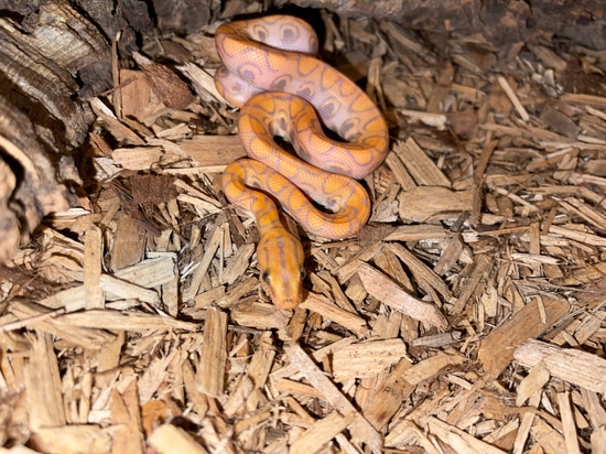 Caramel Albino Brazilian Rainbow Boa by Taylor exotics
