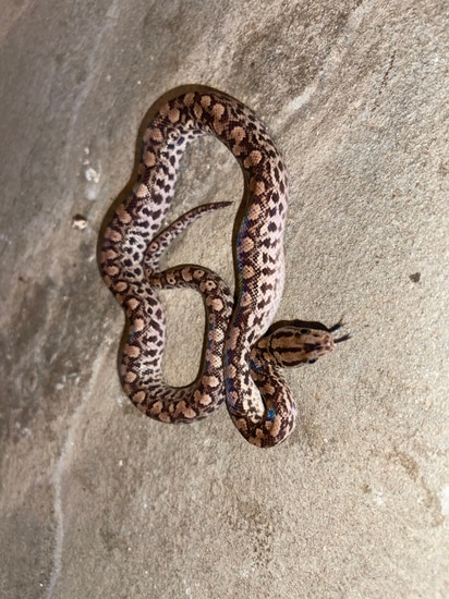 Colombia Rainbow Boa Colombian Rainbow Boa by Taylor exotics