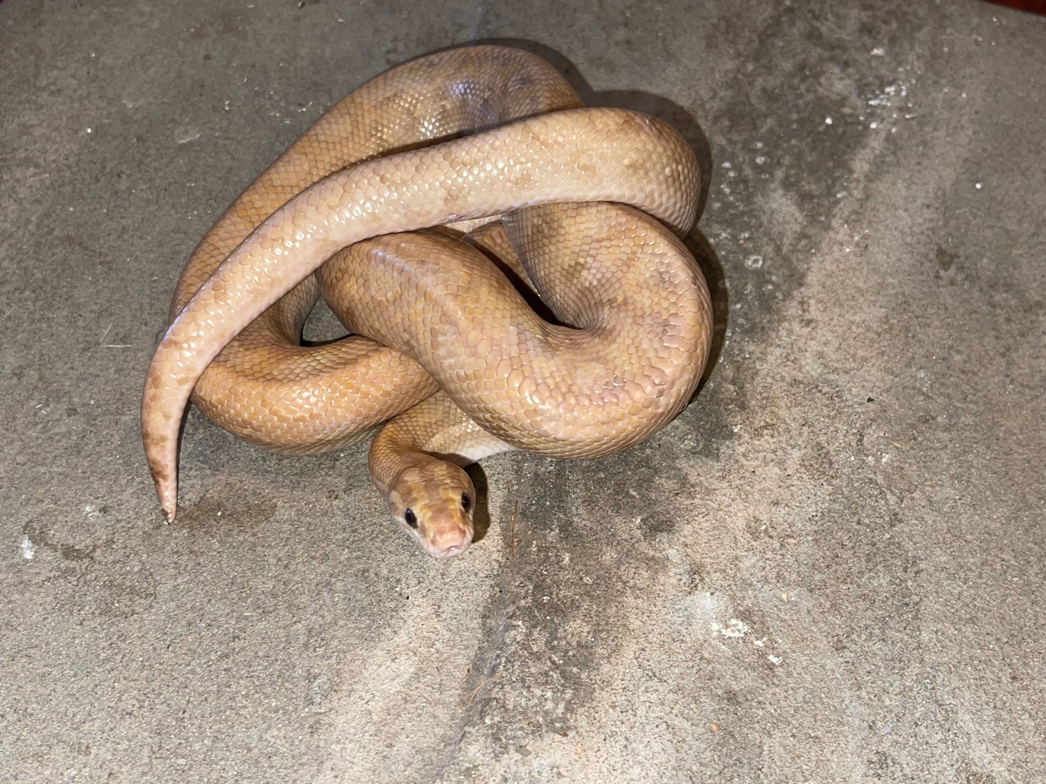 Paradigm Colombian Rainbow Boa by Taylor exotics - MorphMarket