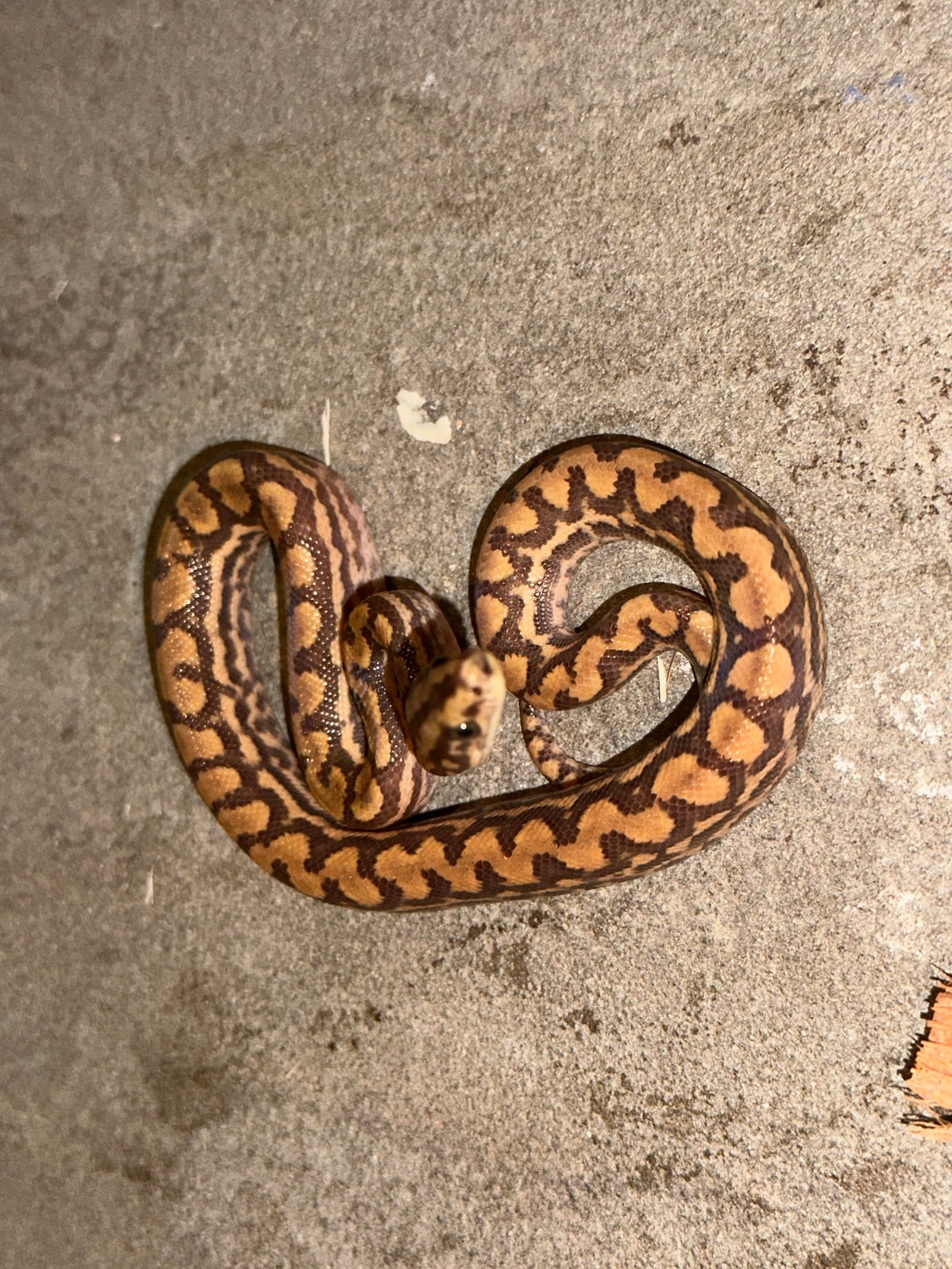 Colombia Rainbow Boa Colombian Rainbow Boa by Taylor exotics - MorphMarket