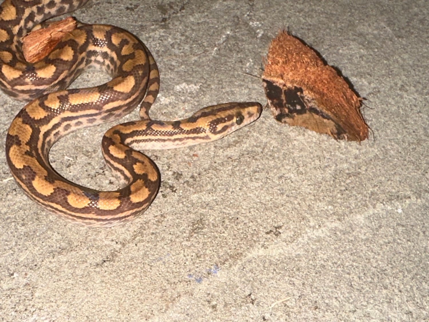 Colombia Rainbow Boa Colombian Rainbow Boa by Taylor exotics - MorphMarket