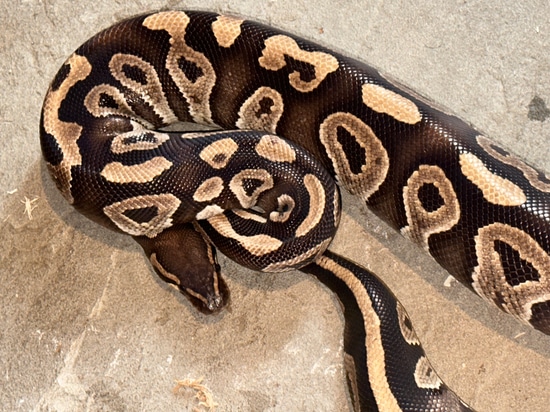 Phantom Ball Python by Taylor exotics