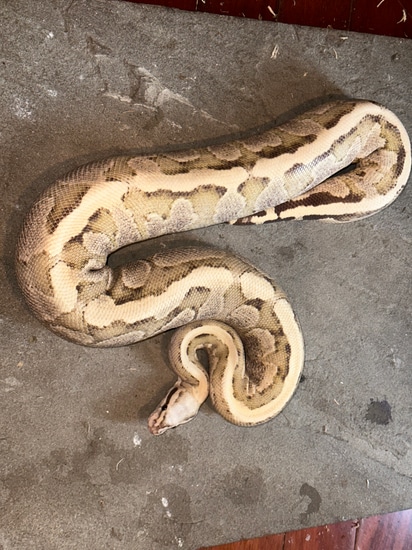 Vanilla Cream Ball Python by Taylor exotics