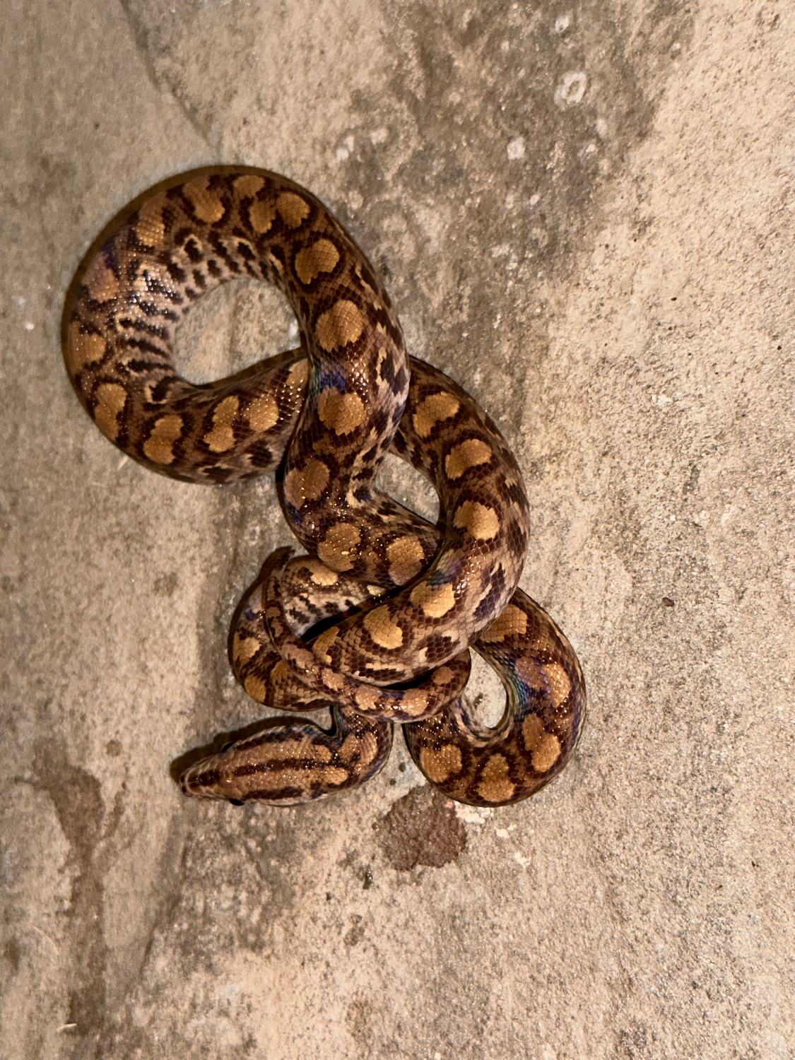 Double Het Snow Colombian Rainbow Boa by Taylor exotics - MorphMarket