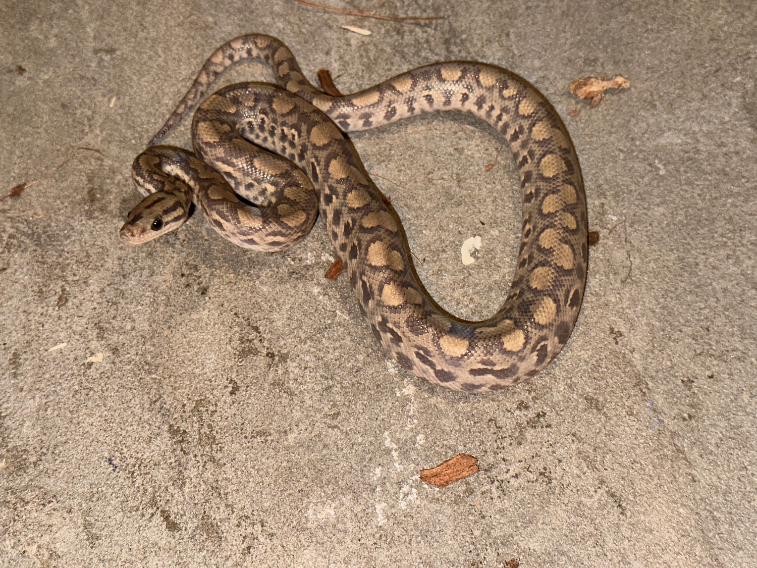 Anery Colombian Rainbow Boa by Taylor exotics - MorphMarket