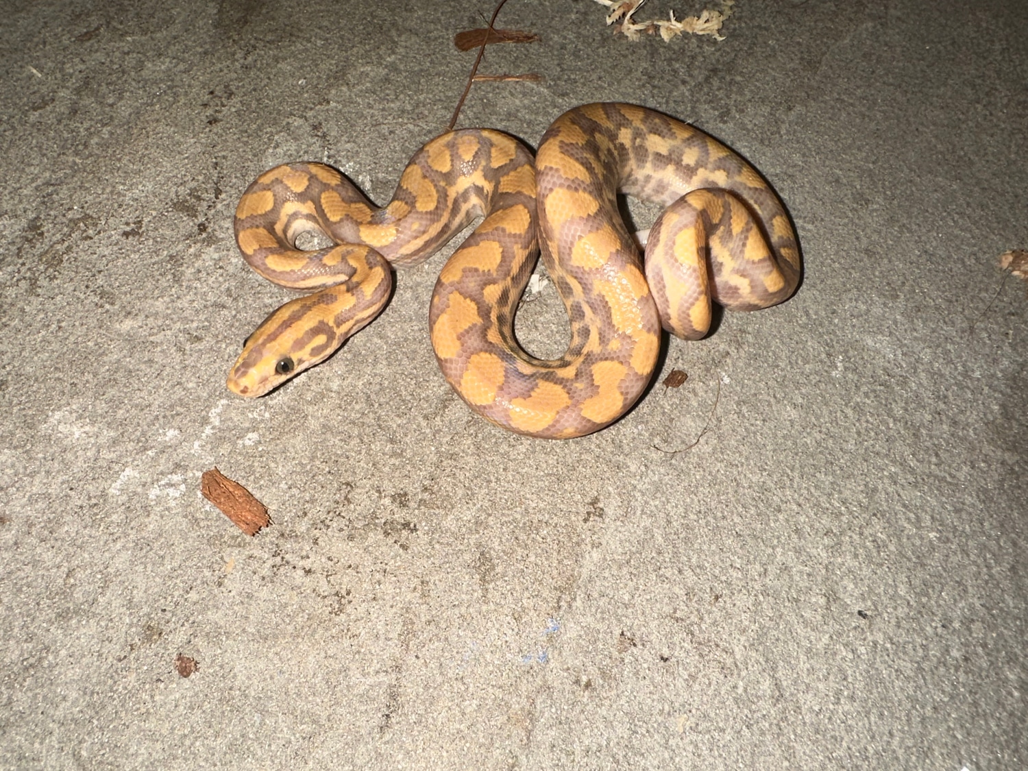 Paradigm Colombian Rainbow Boa by Taylor exotics - MorphMarket