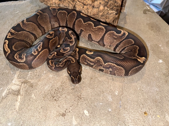 GHI Huffman Ball Python by Taylor exotics