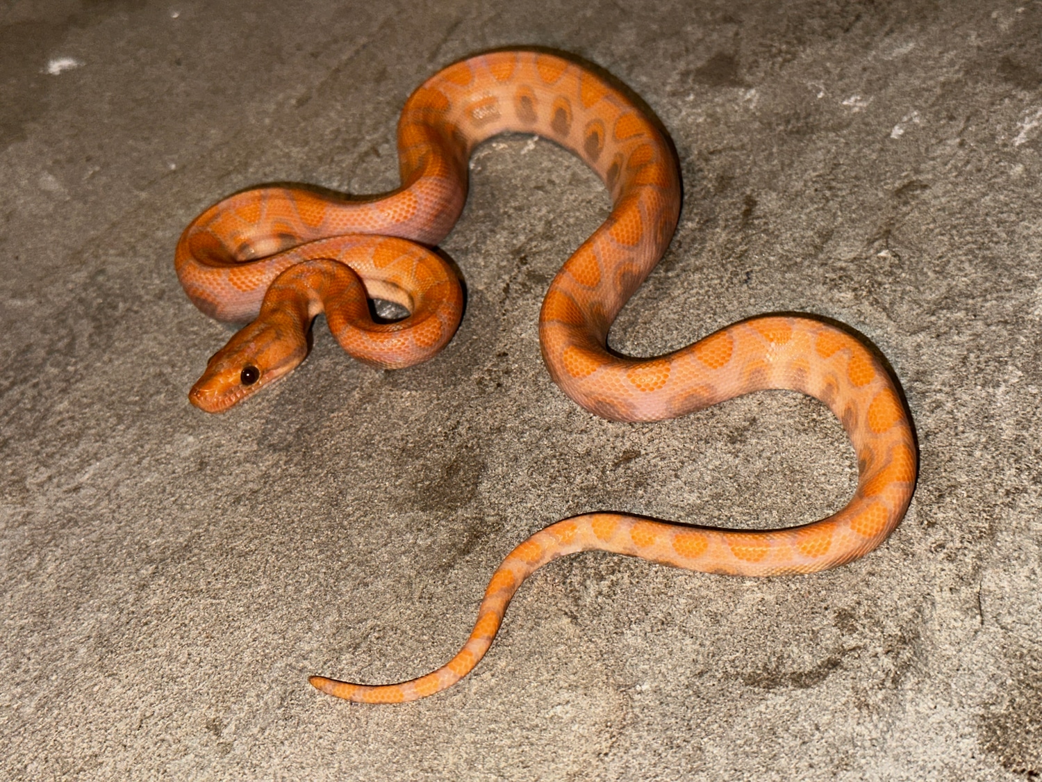 Caramel Albino Brazilian Rainbow Boa by Taylor exotics - MorphMarket