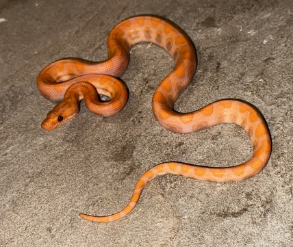 Caramel Albino Brazilian Rainbow Boa by Taylor exotics - MorphMarket