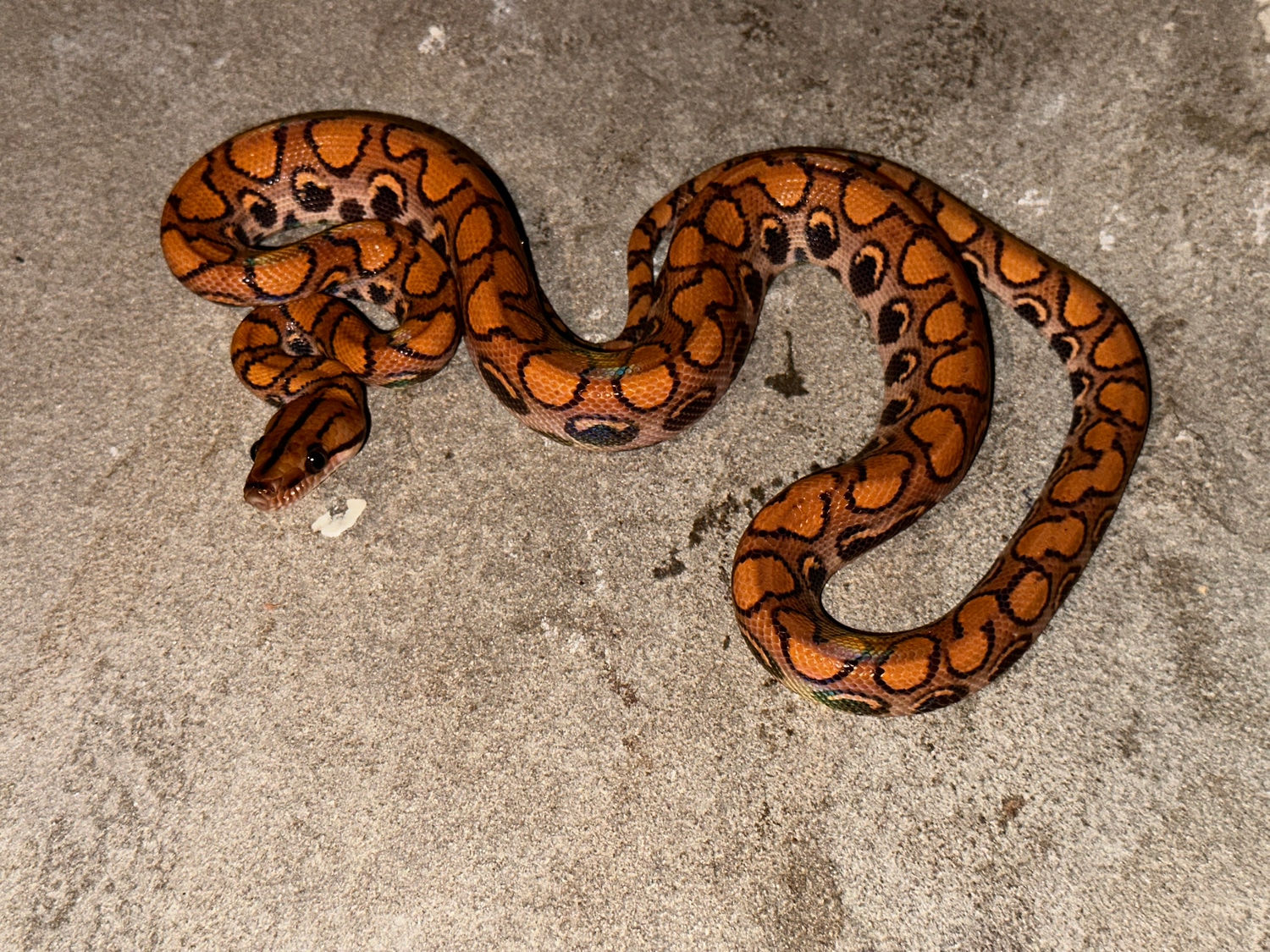 Het Caramel Albino Brazilian Rainbow Boa by Taylor exotics - MorphMarket