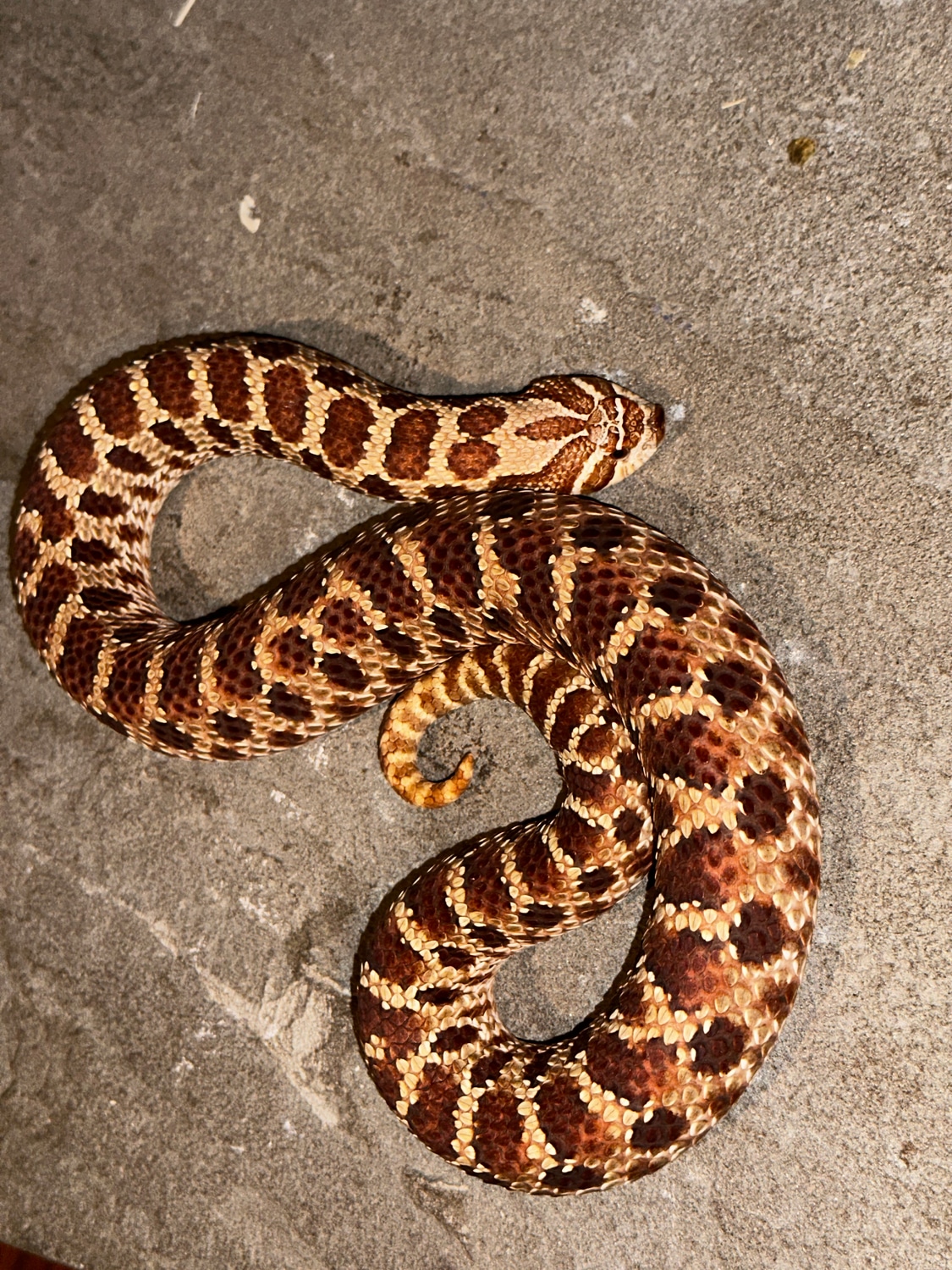 Het Sable Western Hognose by Taylor exotics - MorphMarket