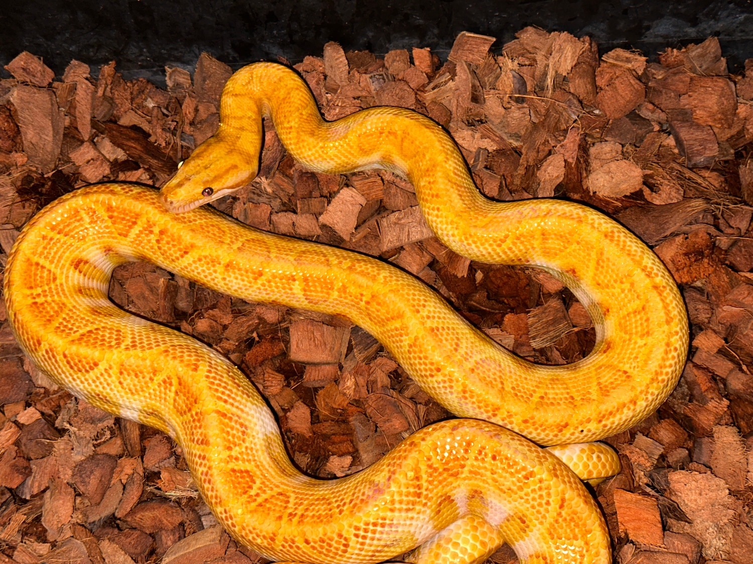 Caramel Albino Brazilian Rainbow Boa by Taylor exotics - MorphMarket