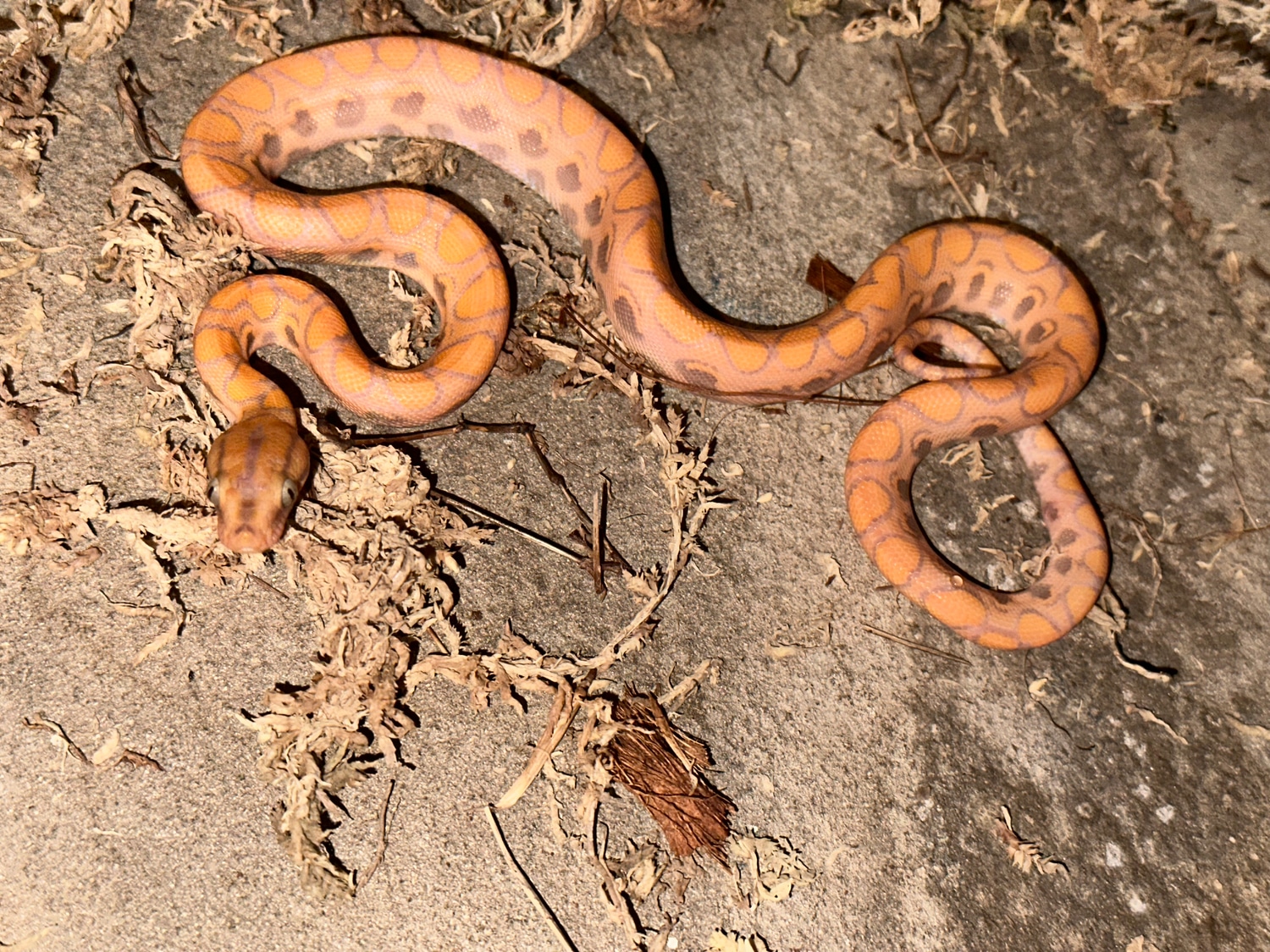 Caramel Brazilian Rainbow Boa by Taylor exotics - MorphMarket