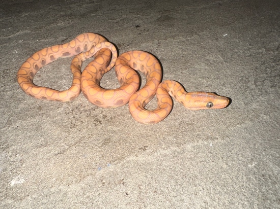 Caramel Albino Rainbow Boa Brazilian Rainbow Boa by Taylor exotics