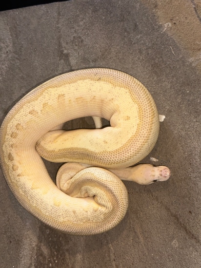 Pastel Lesser Clown Het Pied Ball Python by Taylor exotics