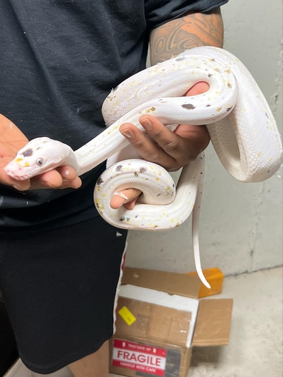 Golden Child Cow Het Purple Reticulated Python by Taylor exotics