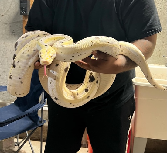 Cow Reticulated Python by Taylor exotics