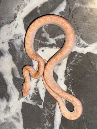 Albino Brazilian Rainbow Boa by Taylor exotics