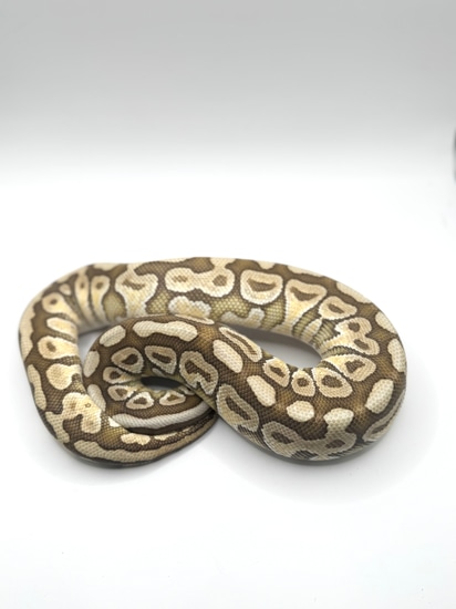 Lesser Spotnose Het Clown Ball Python by Mid West Constriction