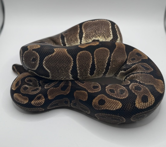 Dbl Het Albino Pied Ball Python by Mid West Constriction