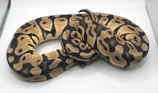 Pastel Het Clown Ball Python by Mid West Constriction