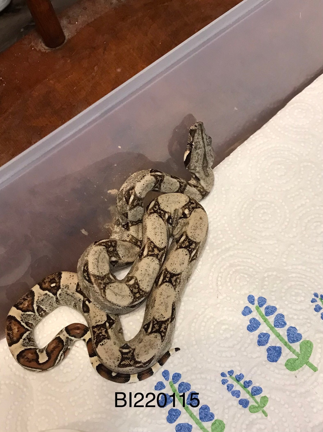 Normal Boa 100% Het Anery, 50% Het Kahl Albino Free Shipping! Boa ...