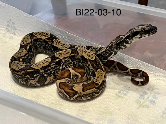 Well Started IMG Hypo Het Ghost Boa Constrictor by T&A Exotics