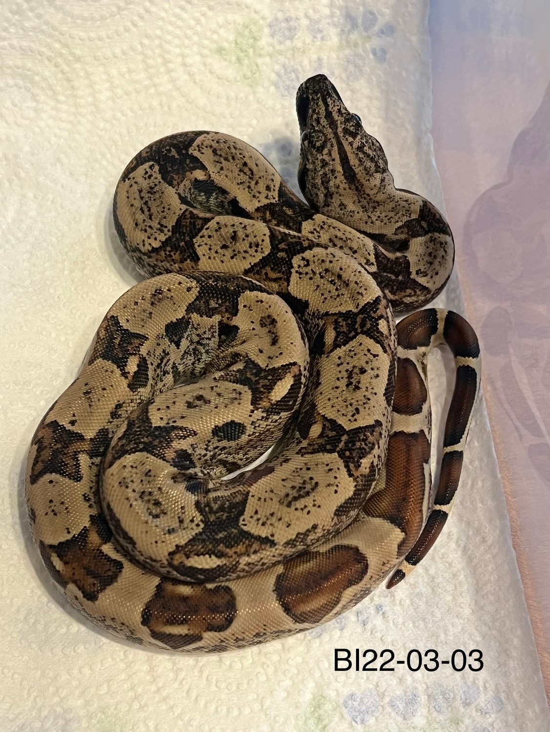 IMG Hypo Het Ghost! Free Shipping! Boa Constrictor by T&A Exotics ...