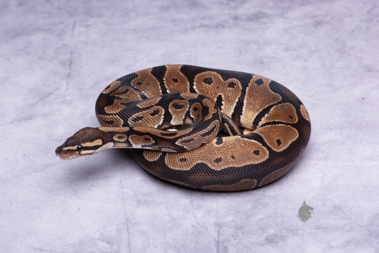 Orange Dinker Ball Python by Screaming Morphs